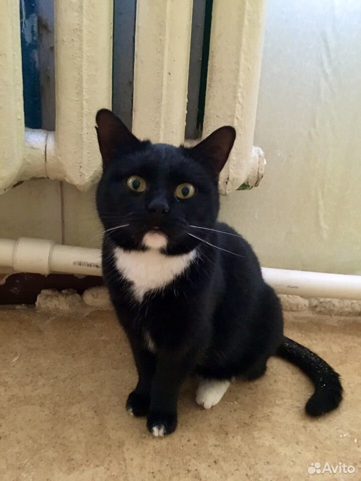 Кошечка Поночка