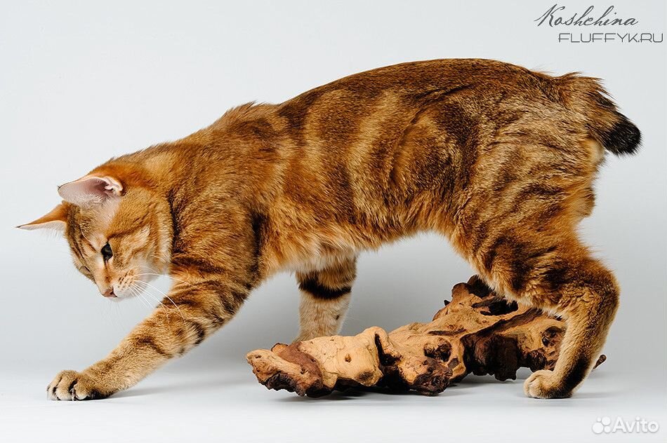 Котята от этого папы-кота