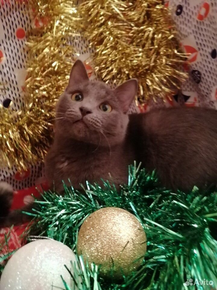 Котик Фипс