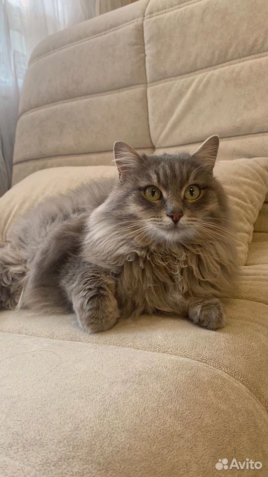 Кошка ищет Дом