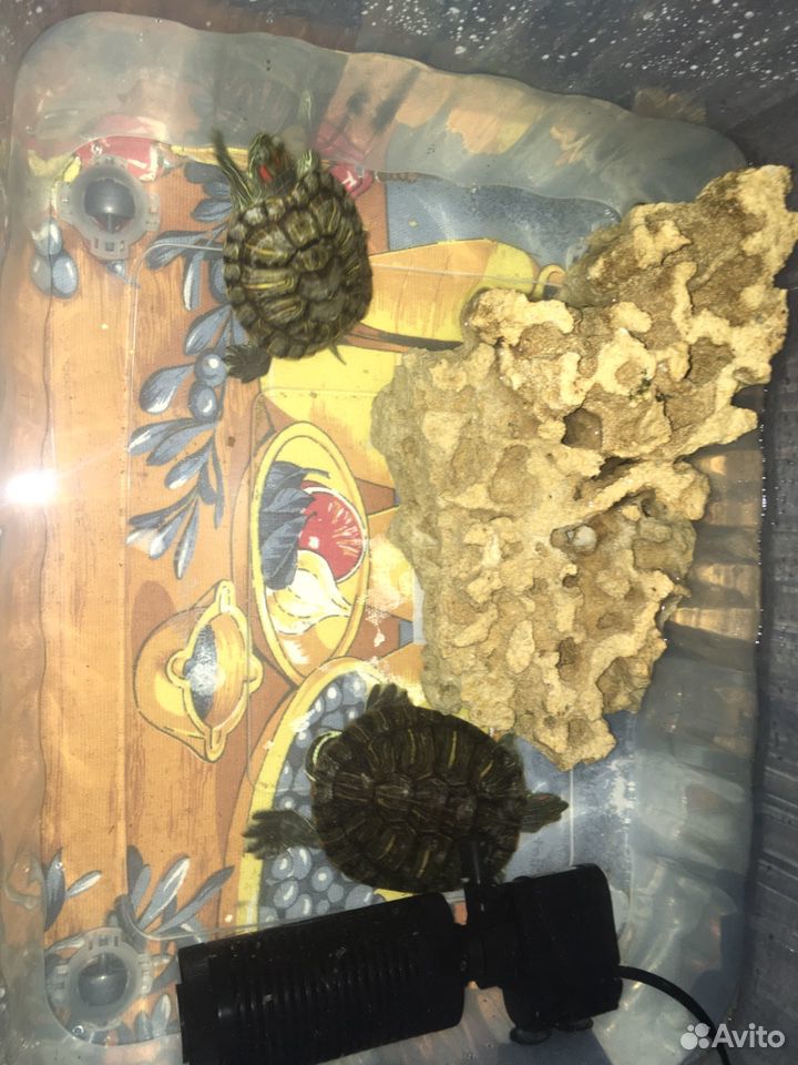 Красноухая черепаха