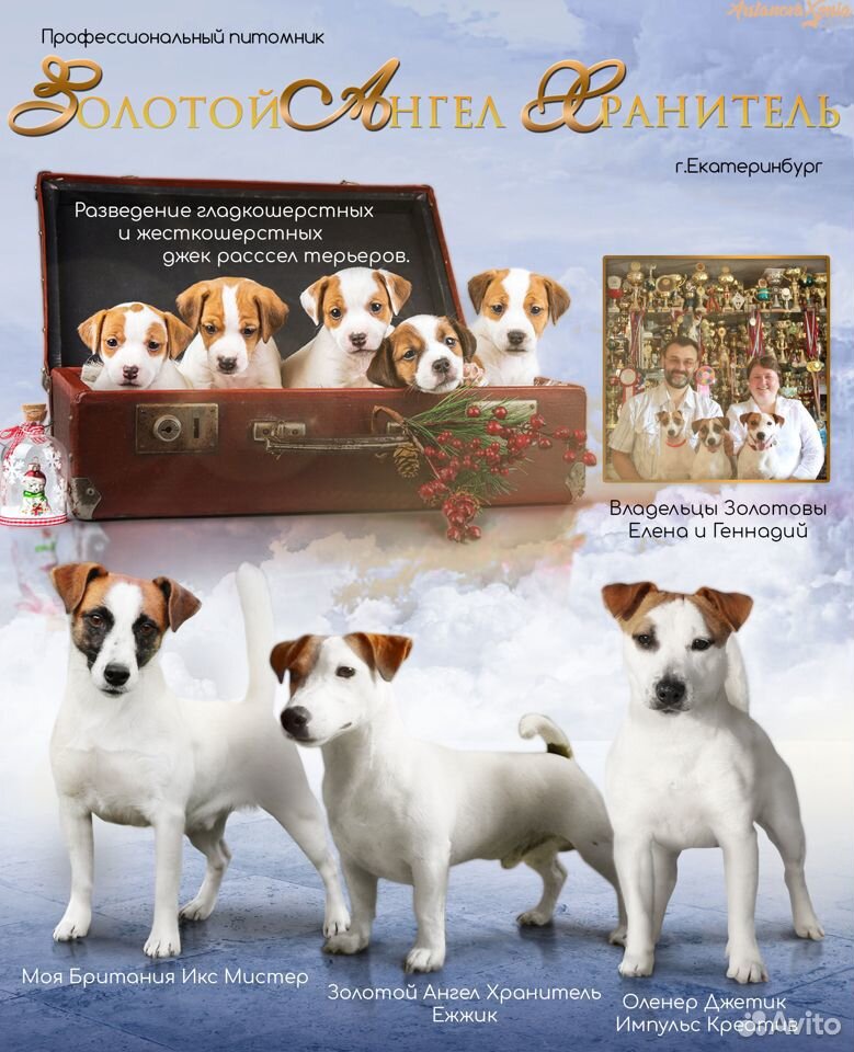 Кобели для вязок, щенки от них и подростки