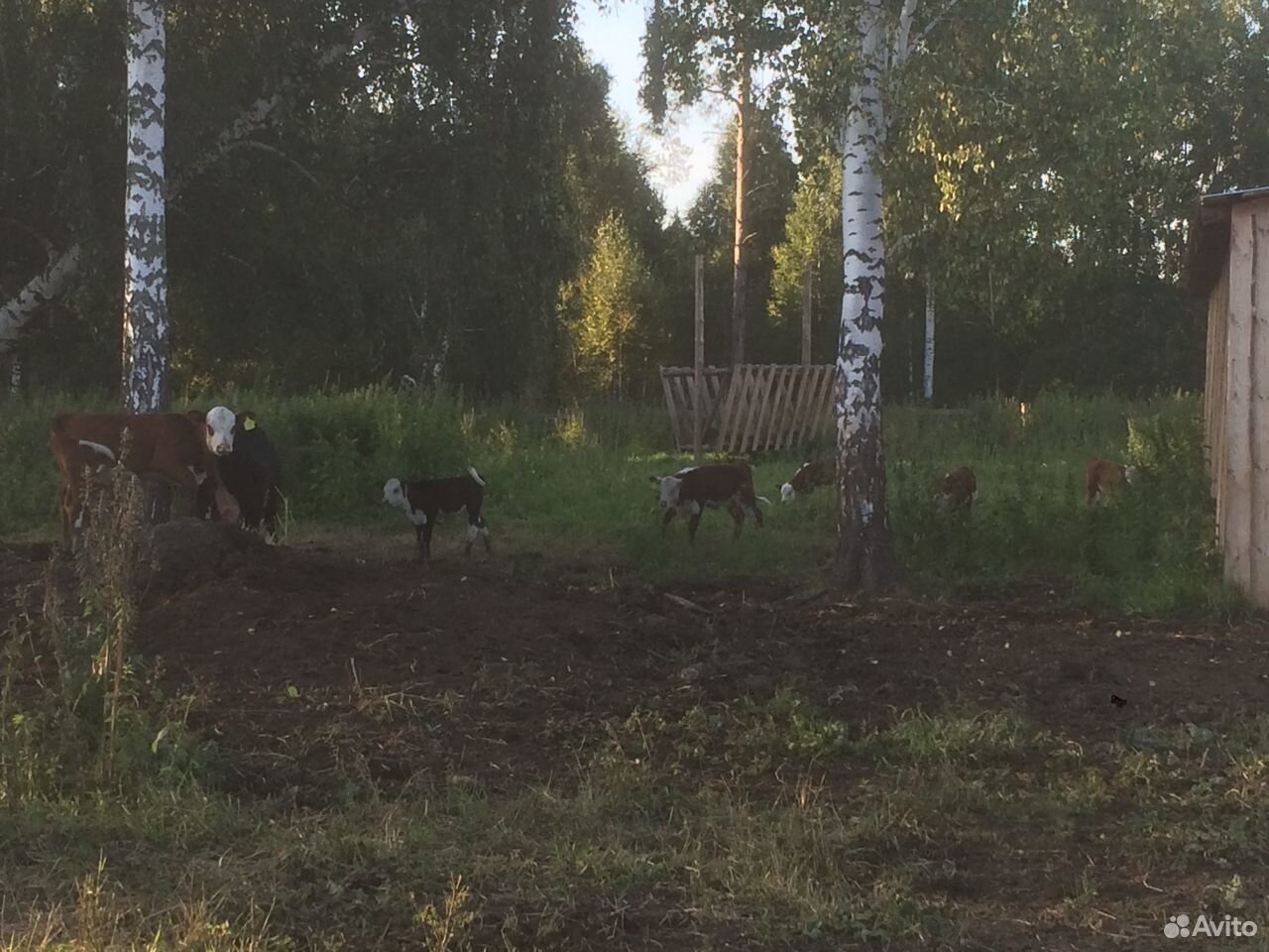 Бычки герефорд на откорм 8-12 мес