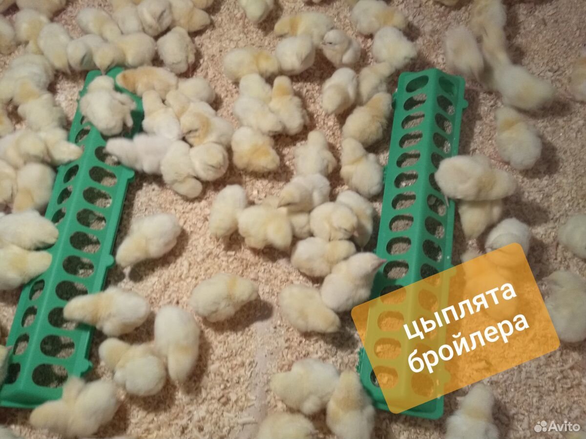 Заявки на 2020 на сут. молодняк