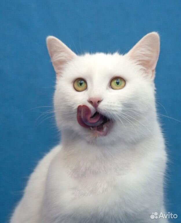 Кошка Снежка ищет дом