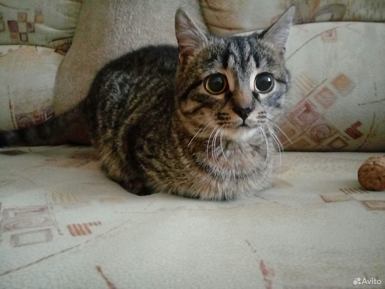 Котик в добрые руки