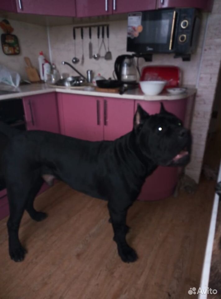 Вяжу за щенка на выбор