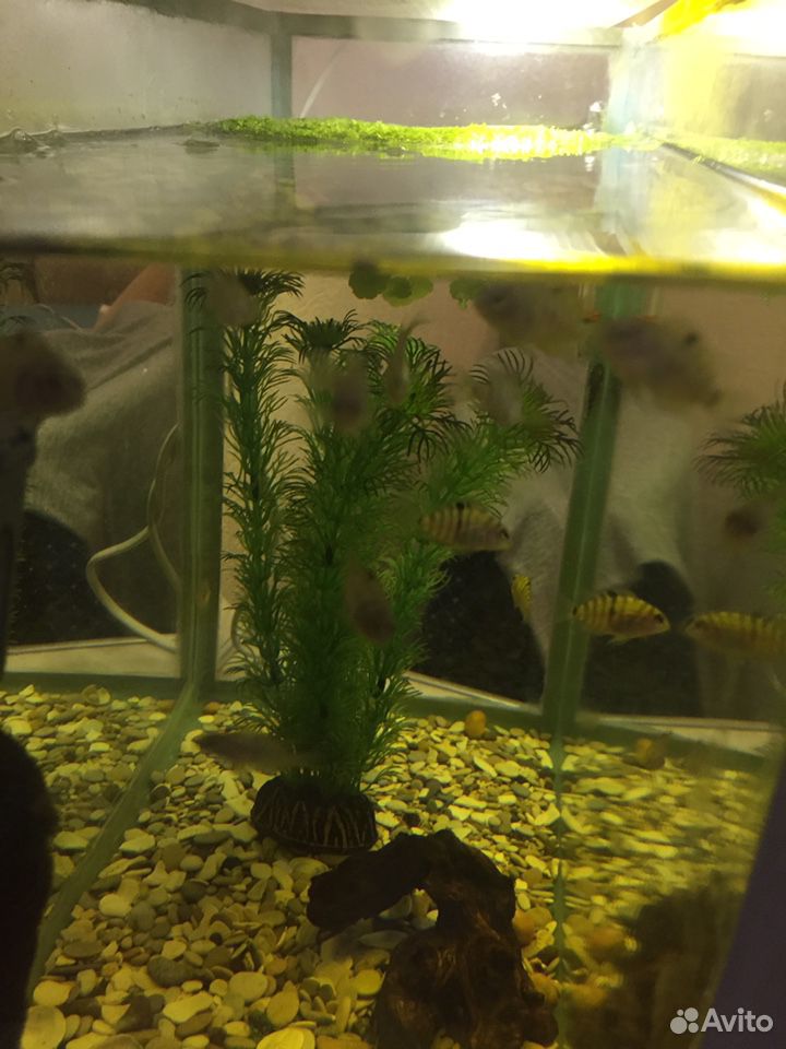 Рыбки с интеллектом