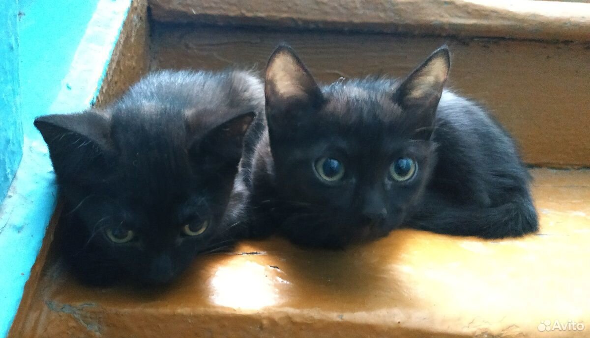 Очень милые котята ищут добрую семью