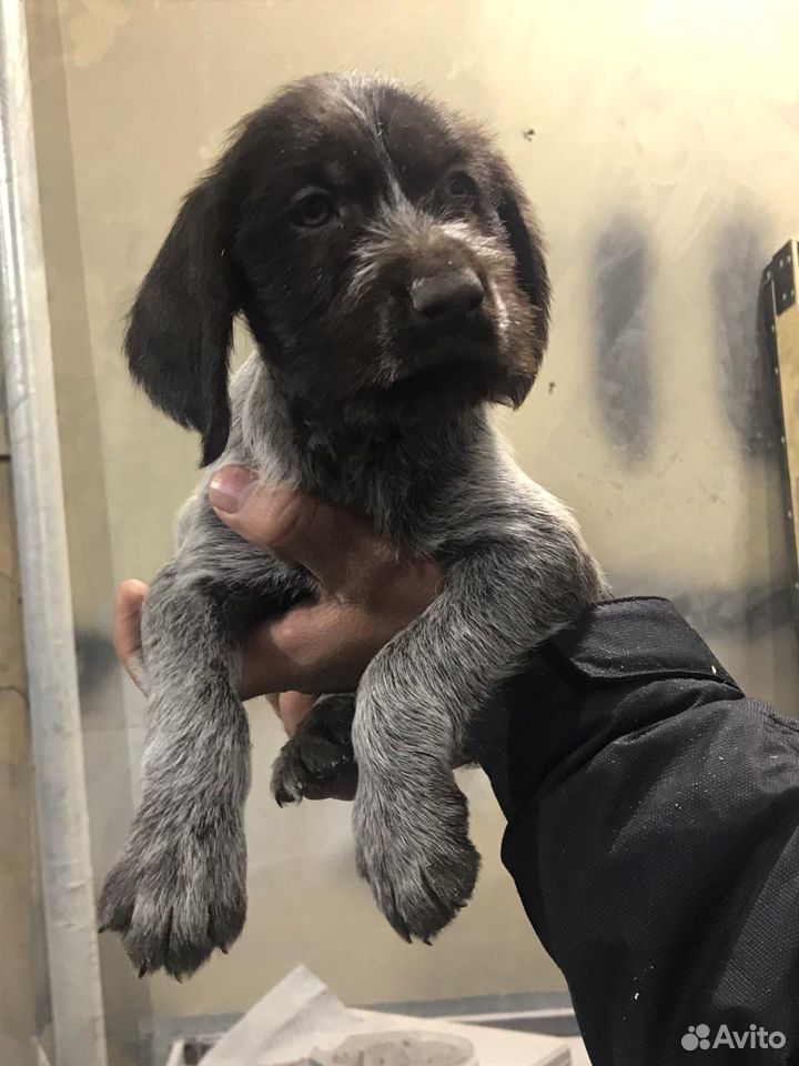 Щенки дратхаар немецкая легавая