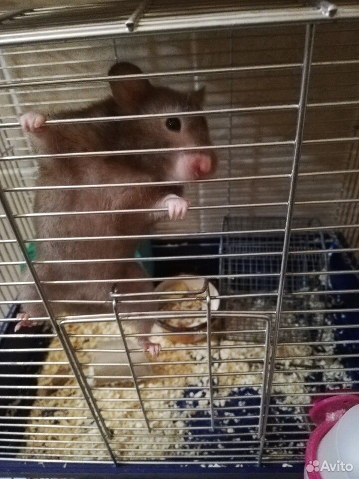 Сирийский хомяк девочка