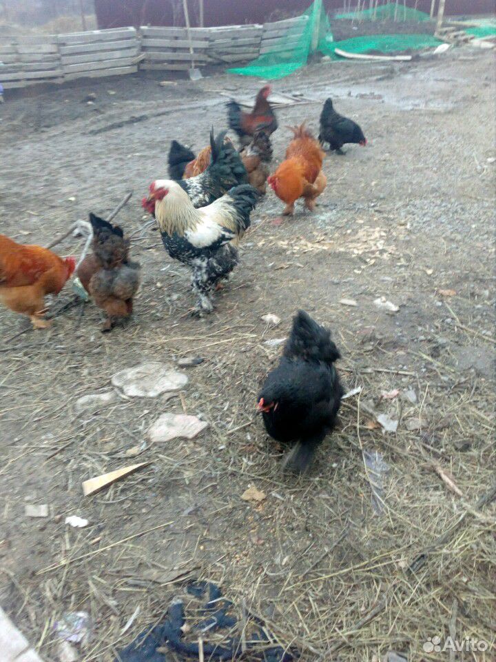 Петух брама с кохинхин