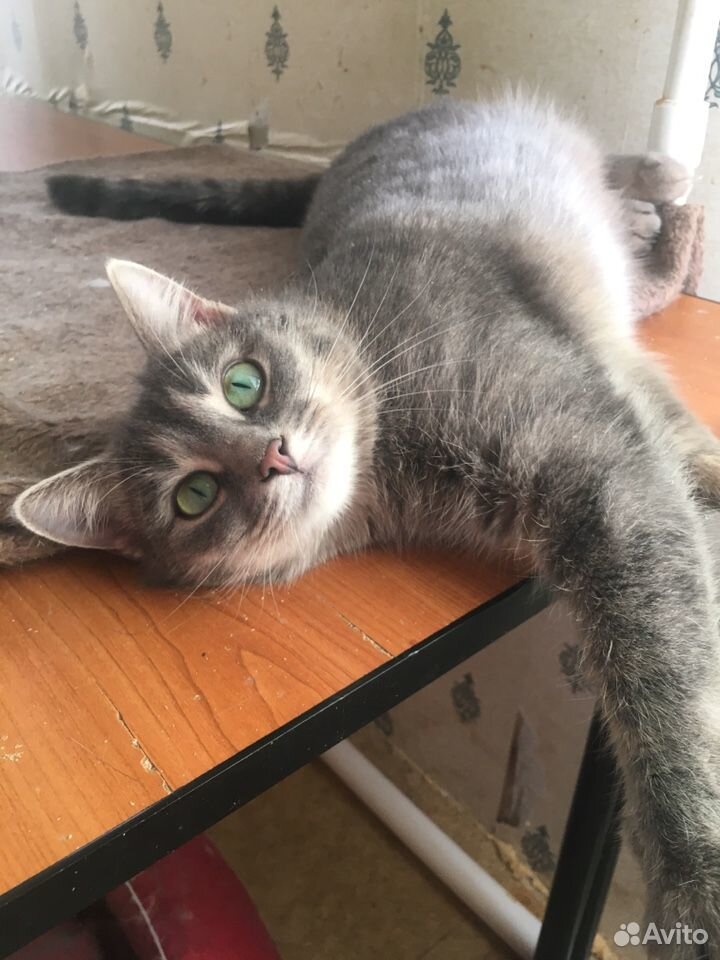 Ласковая кошечка Офелия