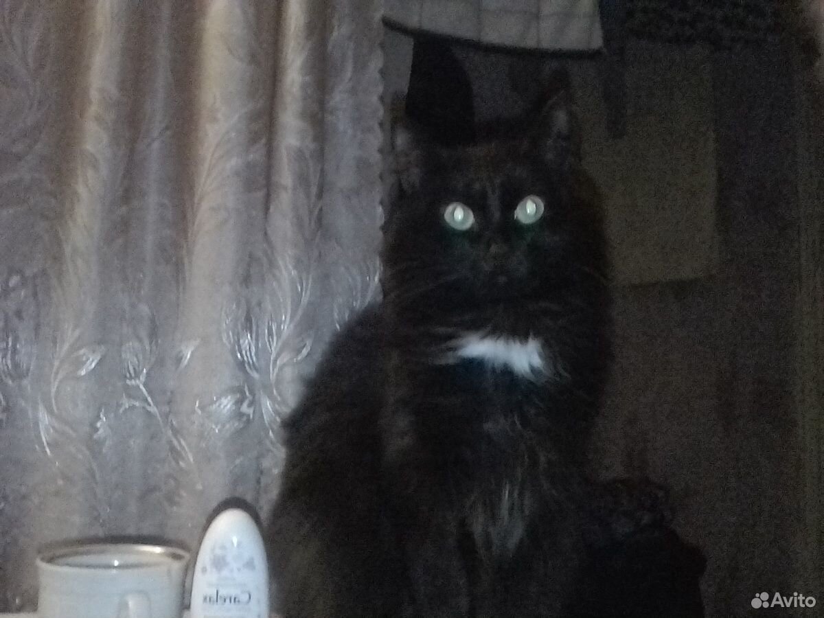 Отдам кошечек в добрые хорошие руки