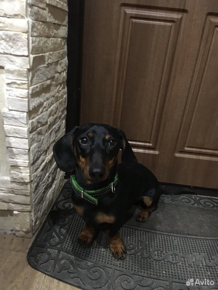 Такса - Кобель - Вязка