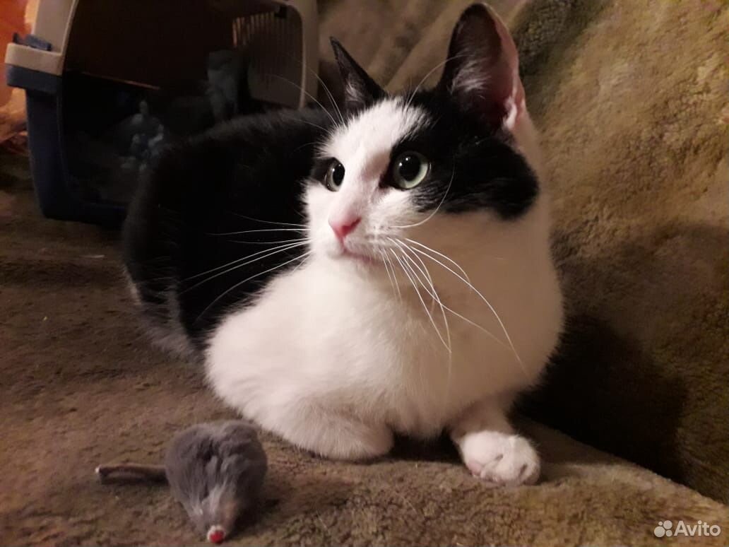 Кошка Молли 1 годик в добрые руки