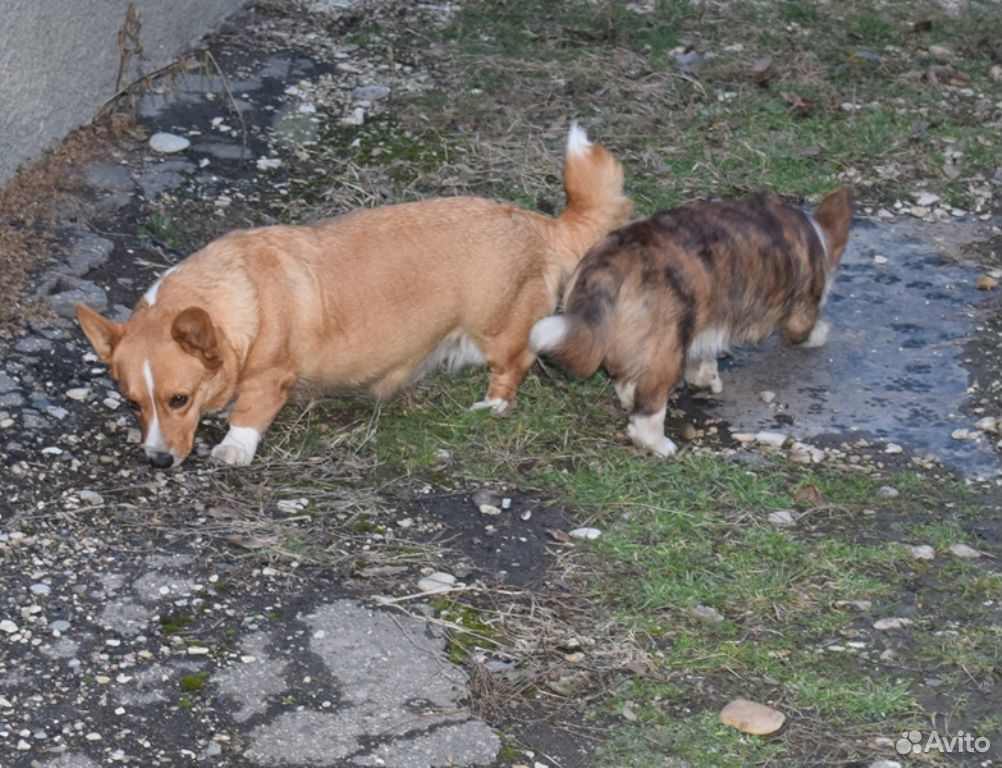 Вельш корги кордиган