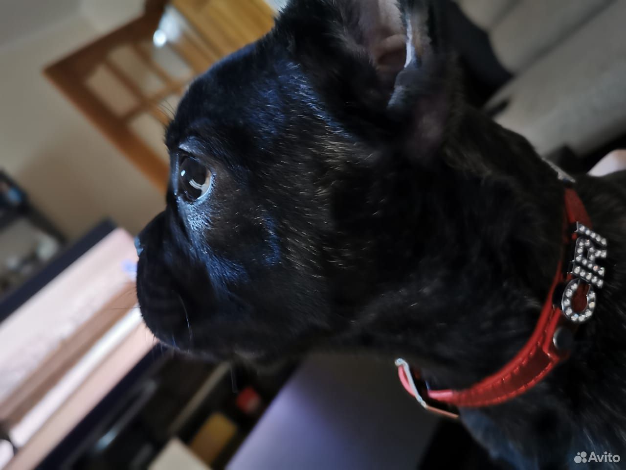 Французский бульдог