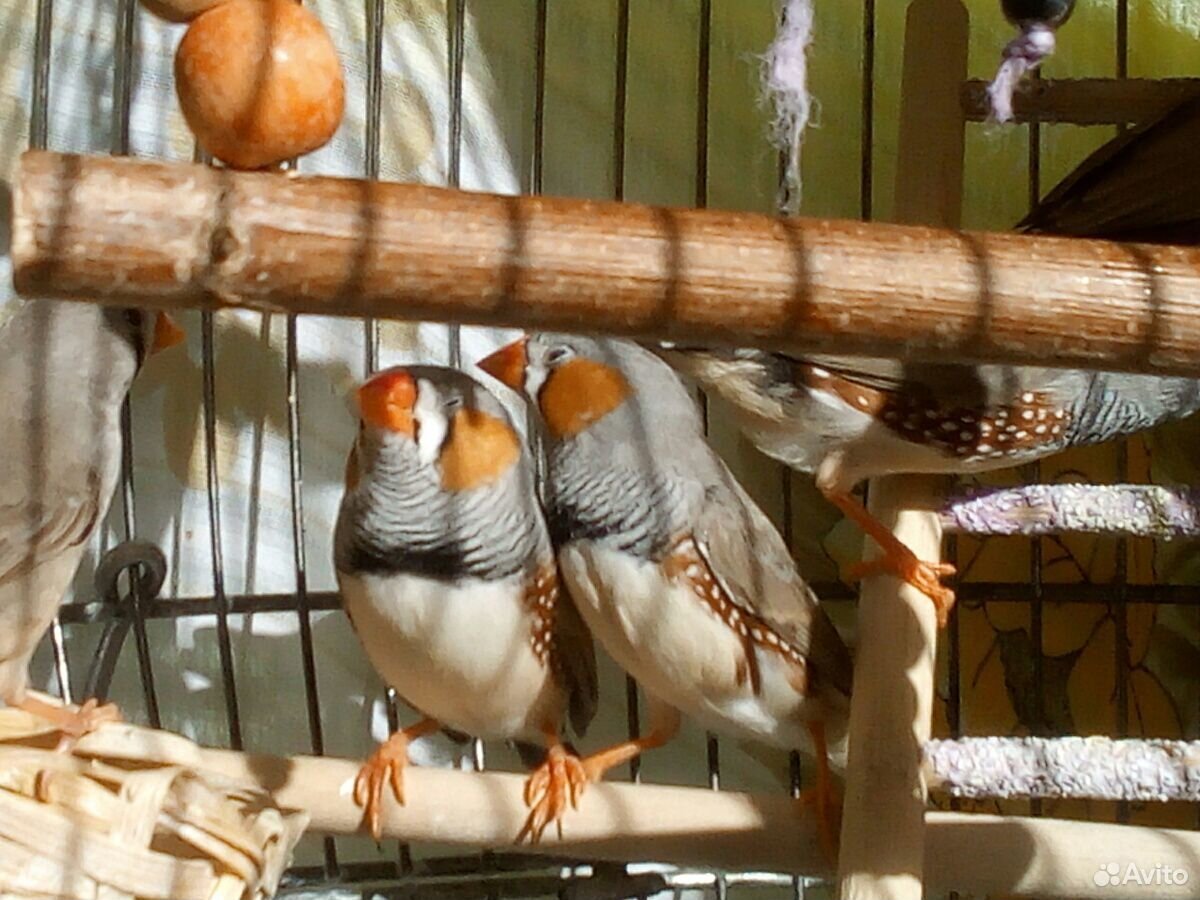 Амадины зебровые (мальчики, 5 месяцев)