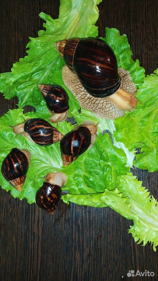 Улитки Ахатины