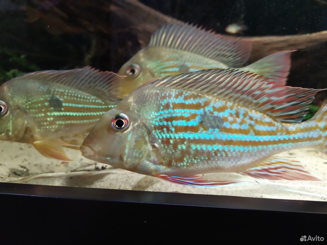 Геофагусы ванмиллера