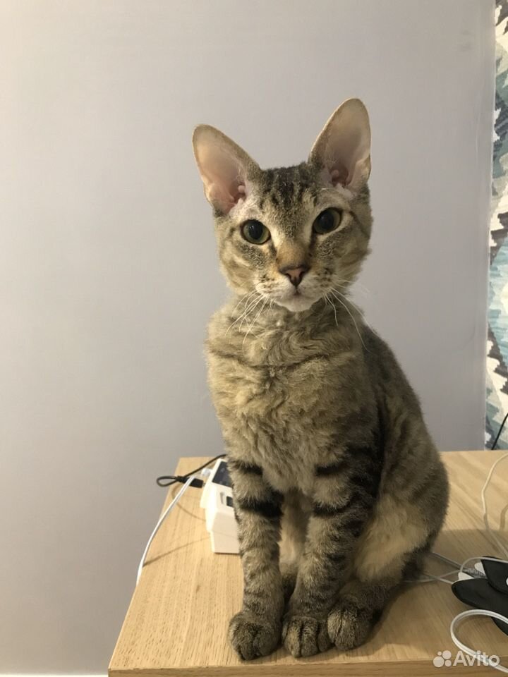 Кот полусфинкс