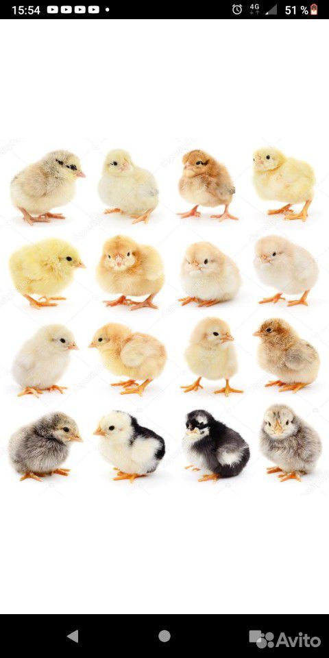 Цыплята из импортного яйца