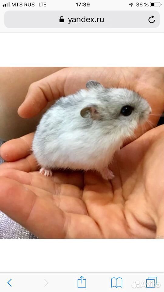 Джунгарский хомяк
