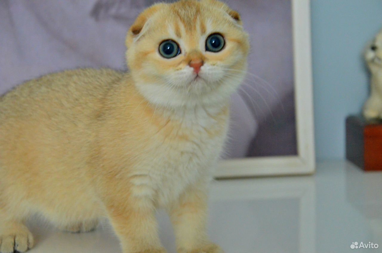 Золотая вислоухая шиншилла