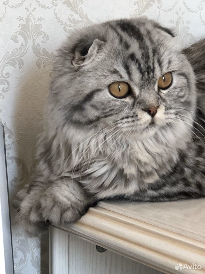 Вязка с шотландской хайленд фолд