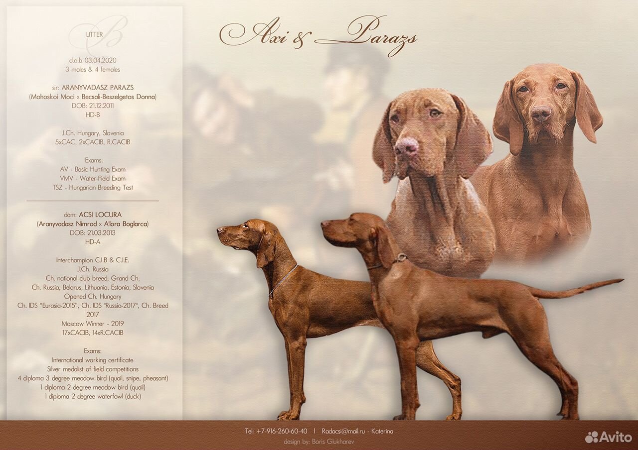 Венгерская выжла. Щенки