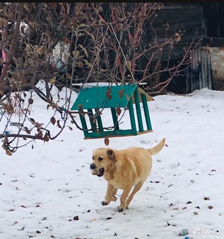 Пропала собака