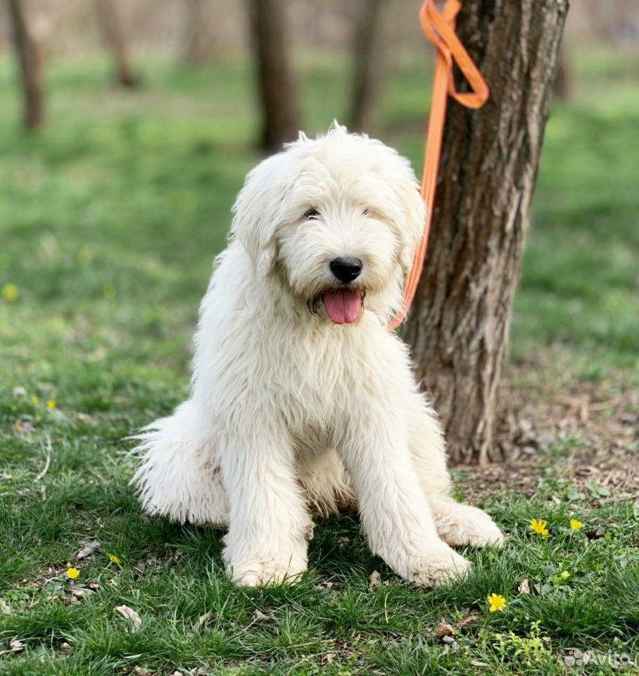 Девочка южнорусская овчарка 5 месяцев