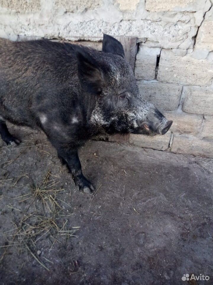 Дикий кабан