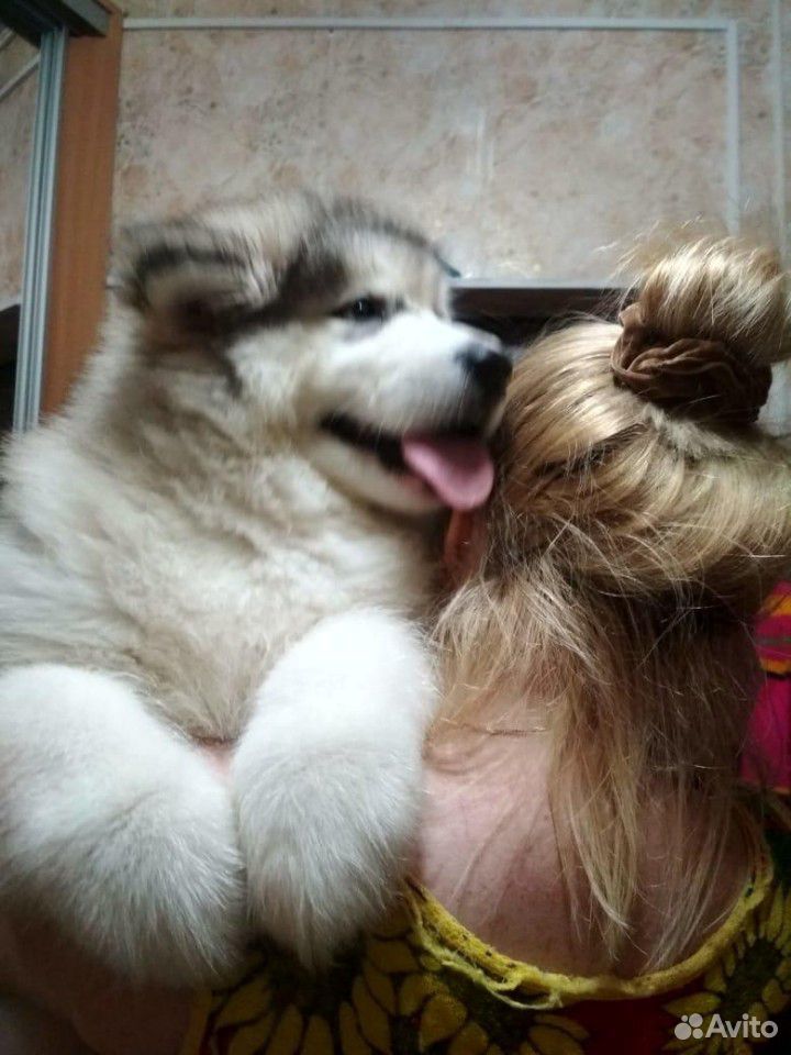 Аляскинский маламут