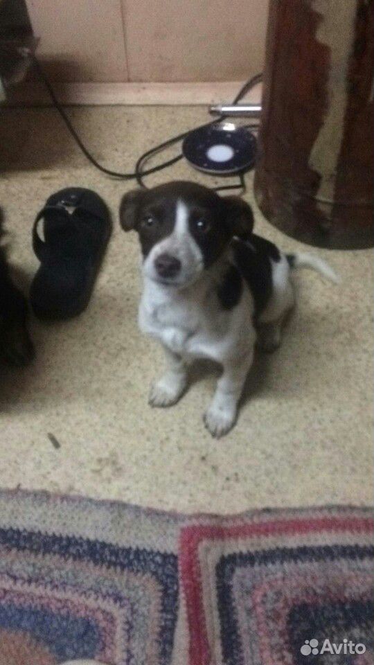 Щенок в добрые руки, мелкая порода, метис