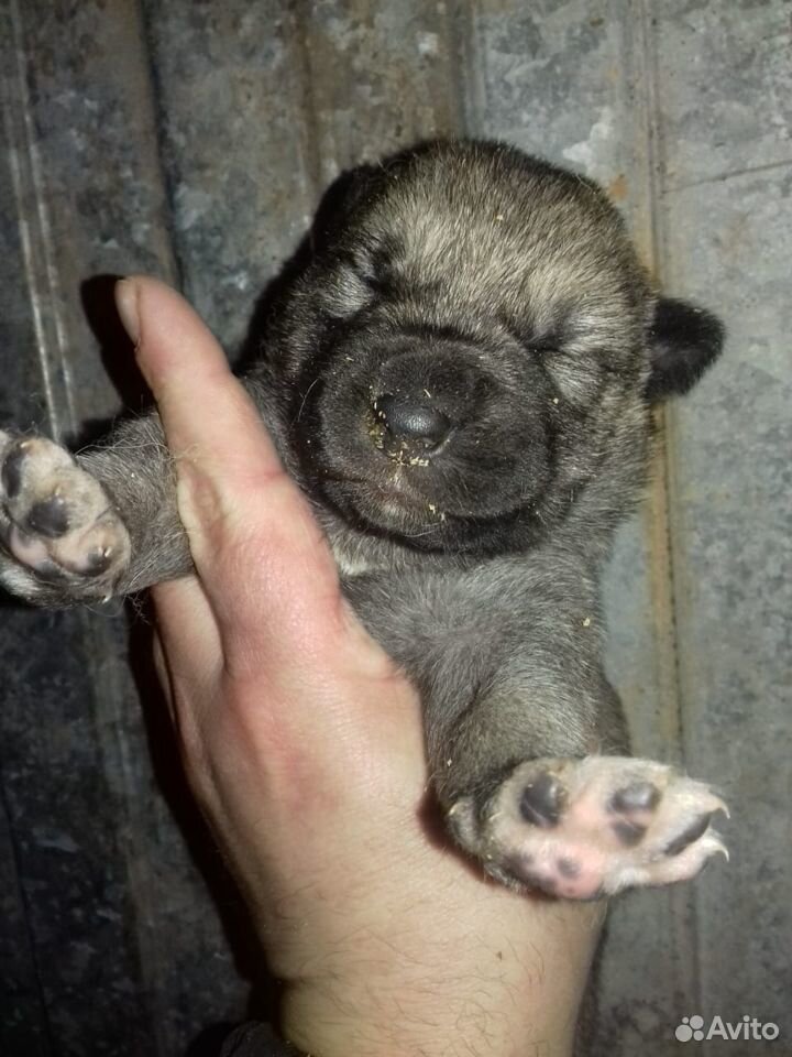 Немецкая овчарка