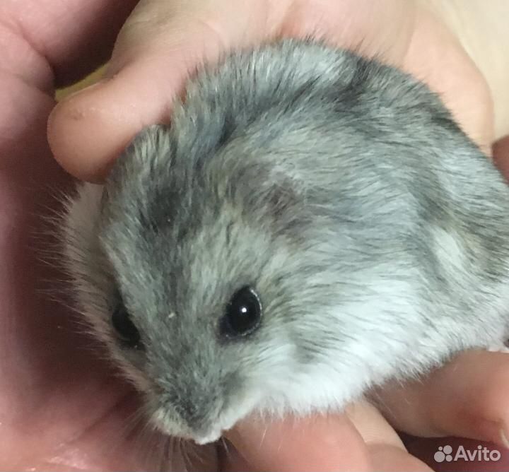 Джунгарский хомяк