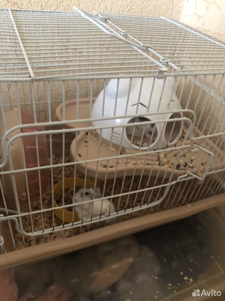 Джунгарики 2 шт