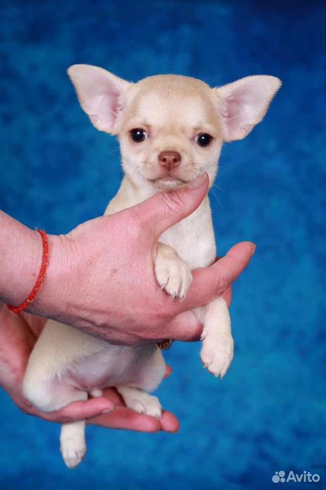 Девочка чихуахуа Лилу