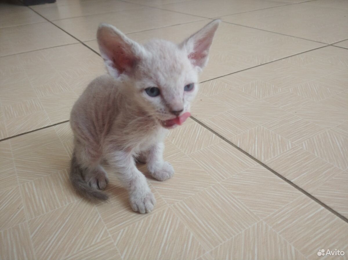 Котенок