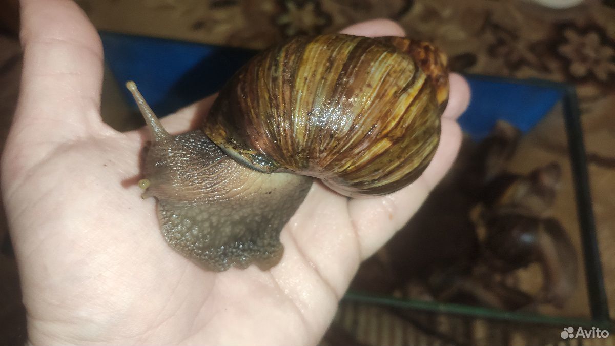 Продам улиток Ахатинок