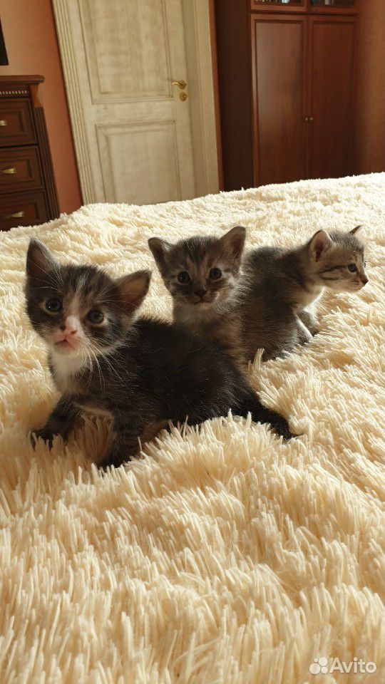 Воспитанные котята в добрые руки