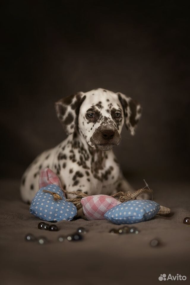 Шоколадный далматин