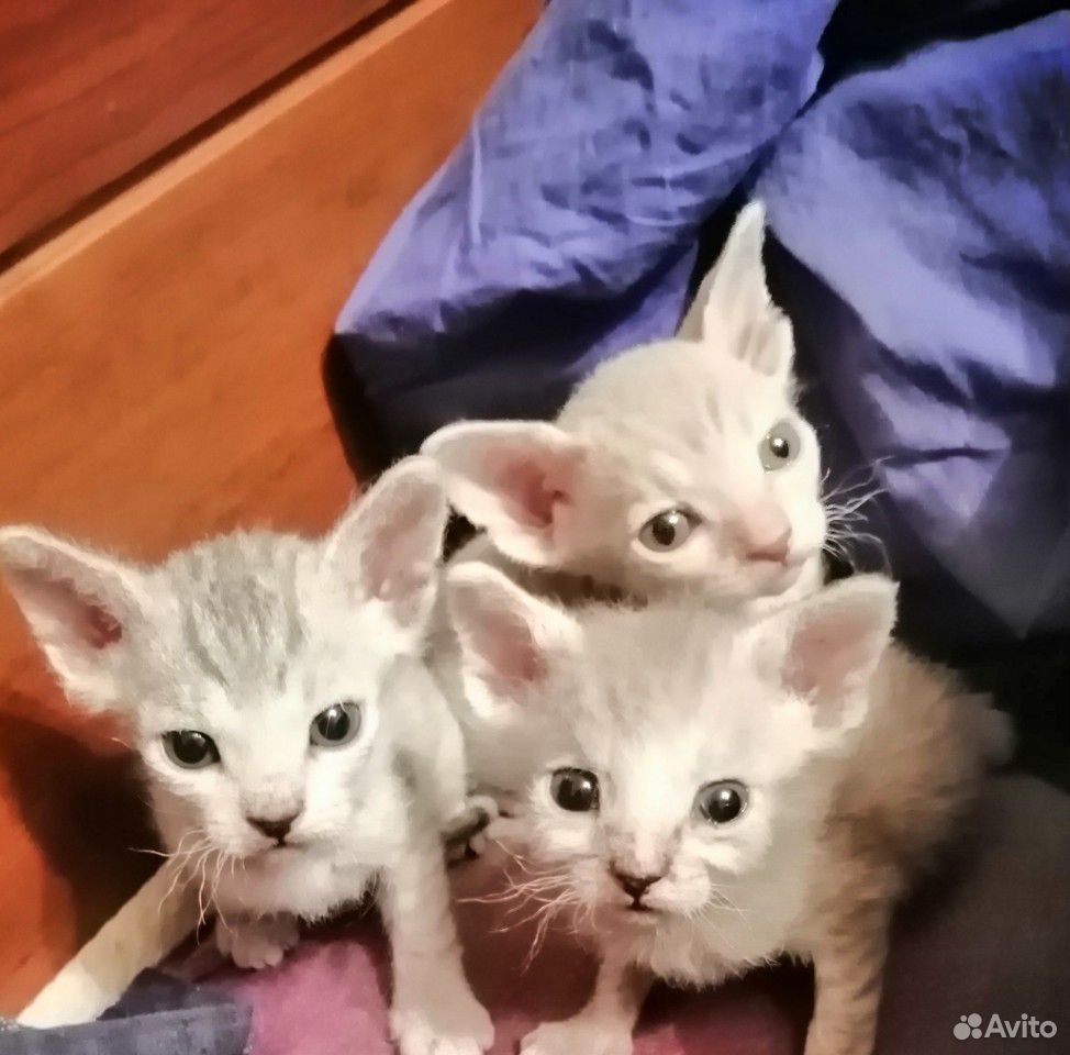 Котята - браш