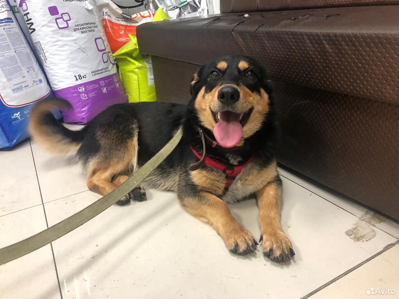 Собака улыбака в хорошие руки