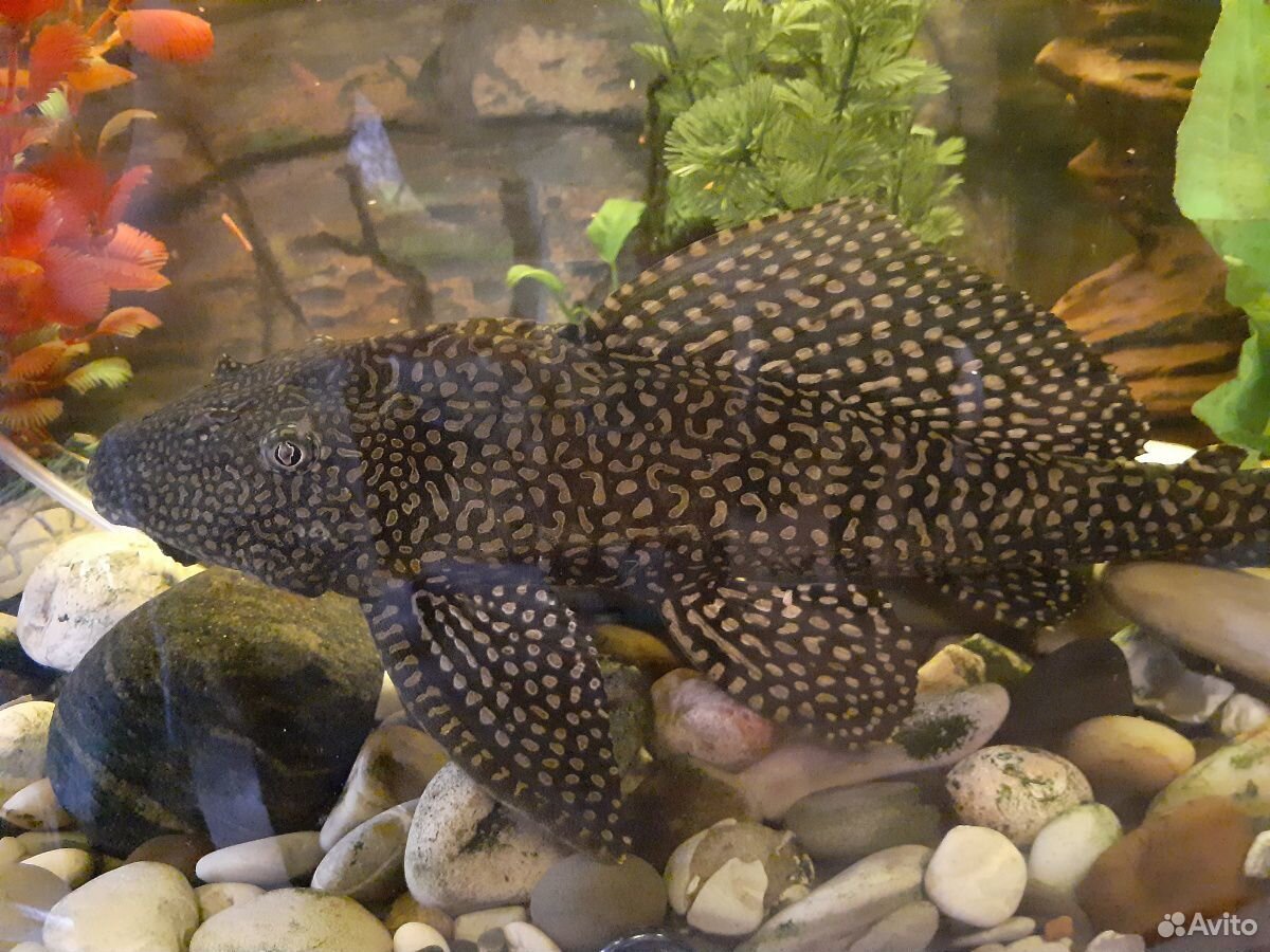 Парчовый сом