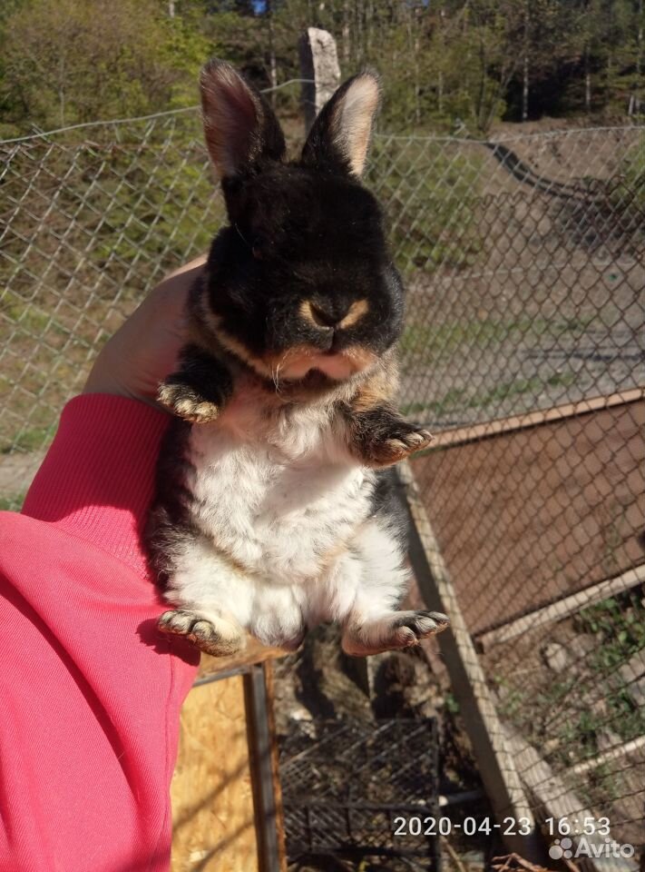 Продажа кролей разных пород