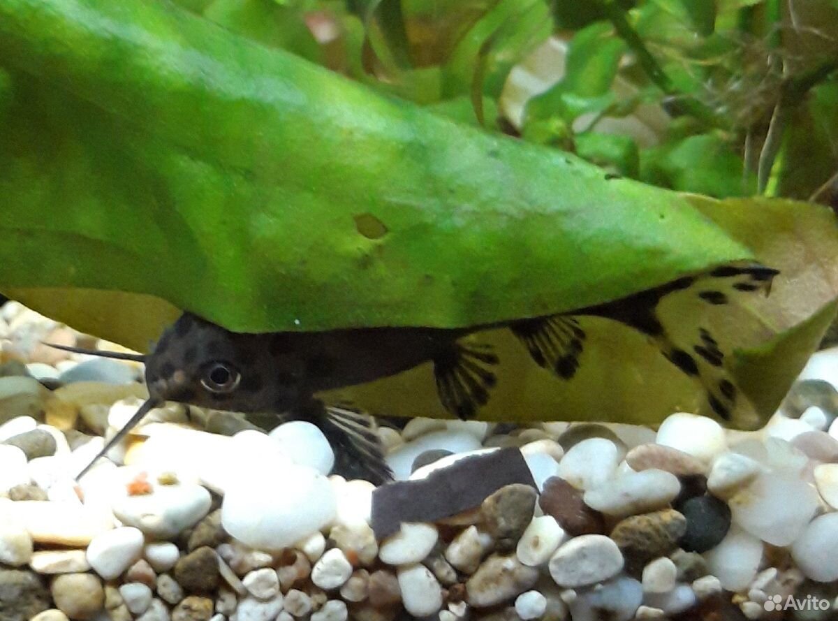 Синадонтис