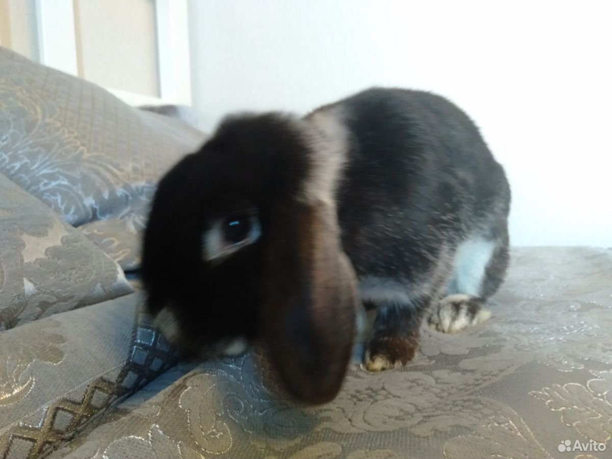 Карликовый вислоухие кролики